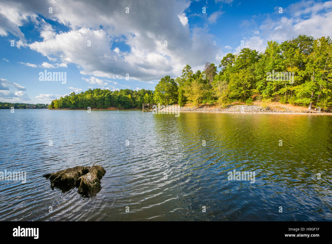 Tree stump in Lake Wylie, at McDowell Nature Preserve, in Charlotte ...