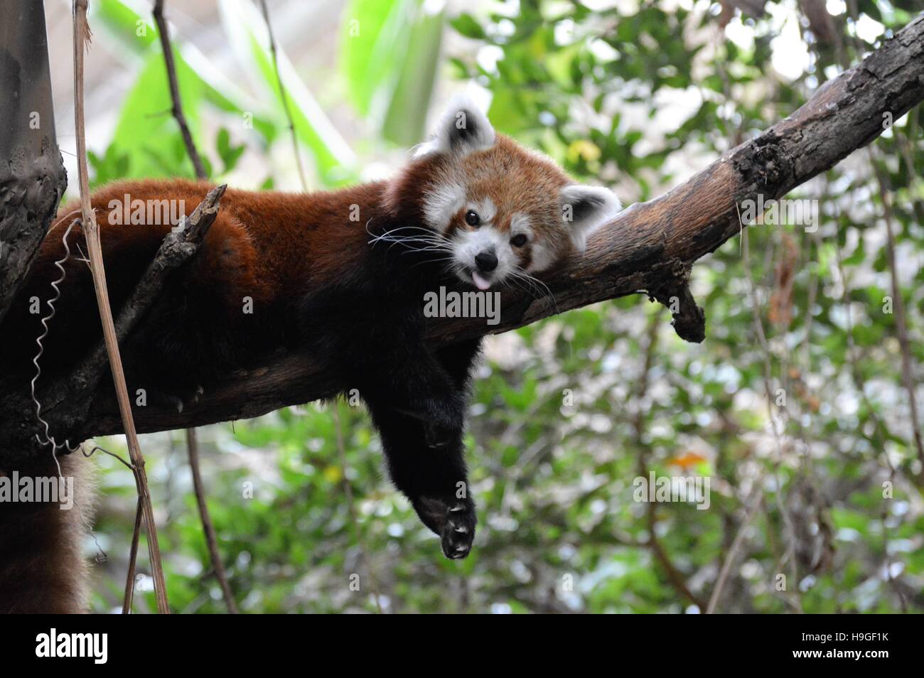 Panda eyes hi-res stock photography and images - Alamy
