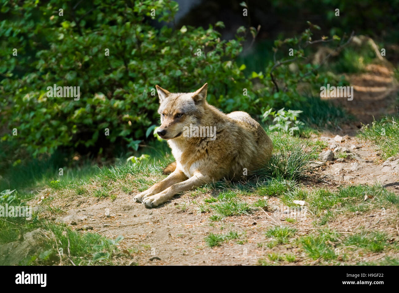 Wolf in the forest of the Bayerische Wald National Park In Germany ...