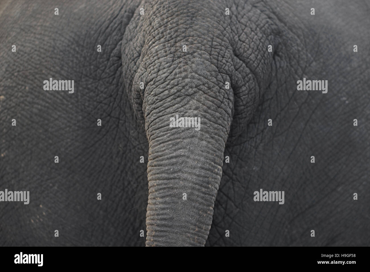 closeup of elephant skin and tail as animal background Stock Photo - Alamy