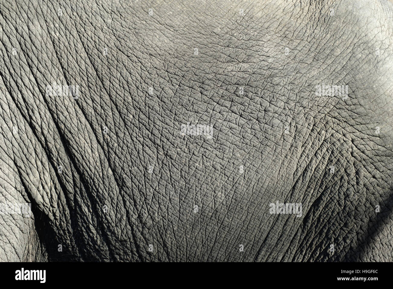 closeup of elephant skin as animal background Stock Photo - Alamy