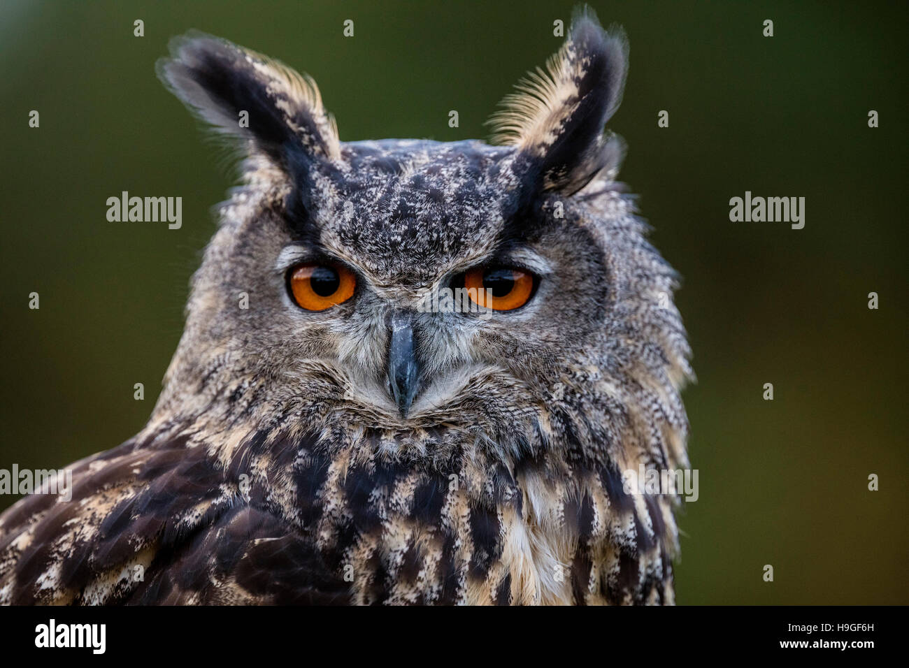 Great Horned Owl Stock Photo - Alamy