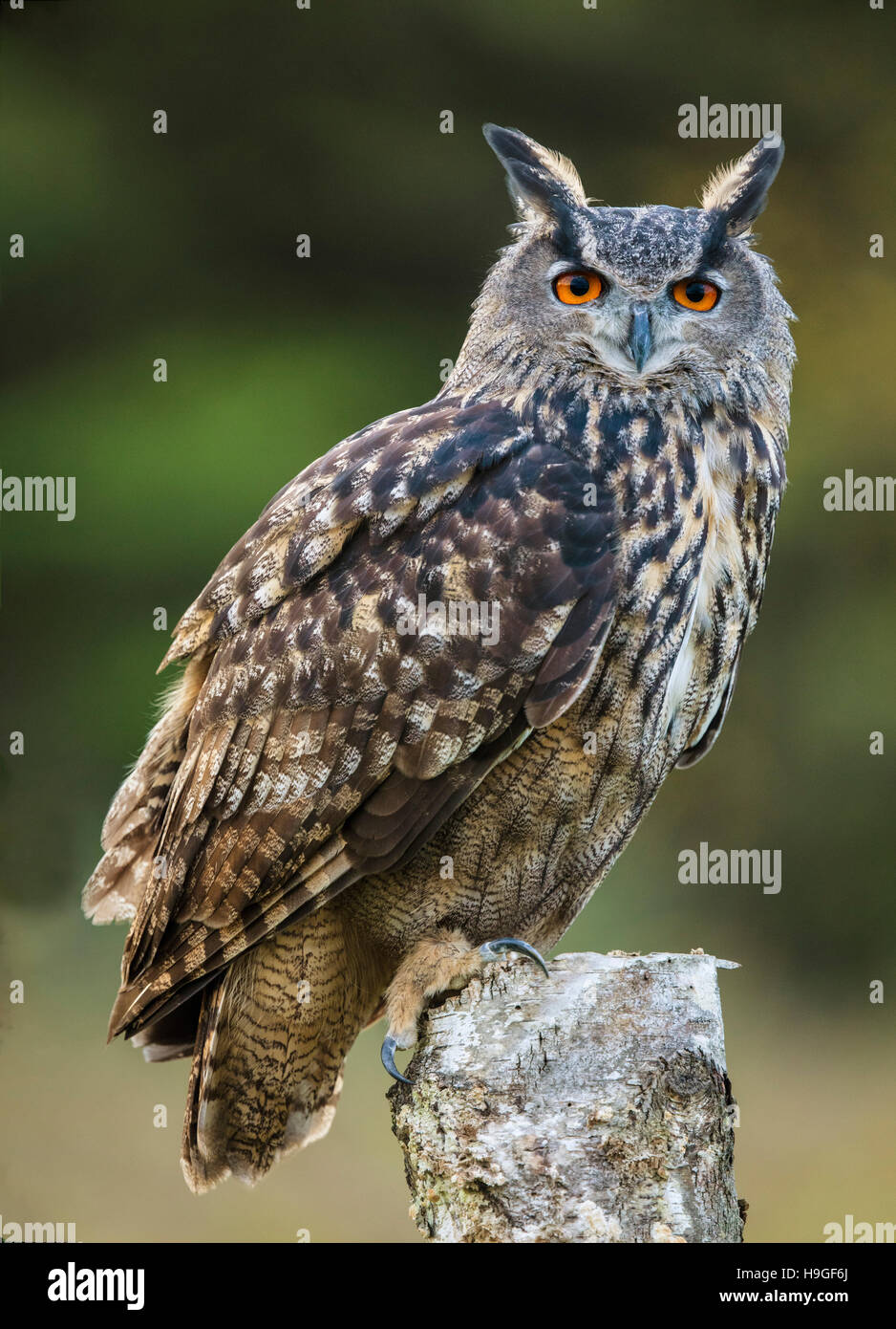 Great Horned Owl Stock Photo - Alamy