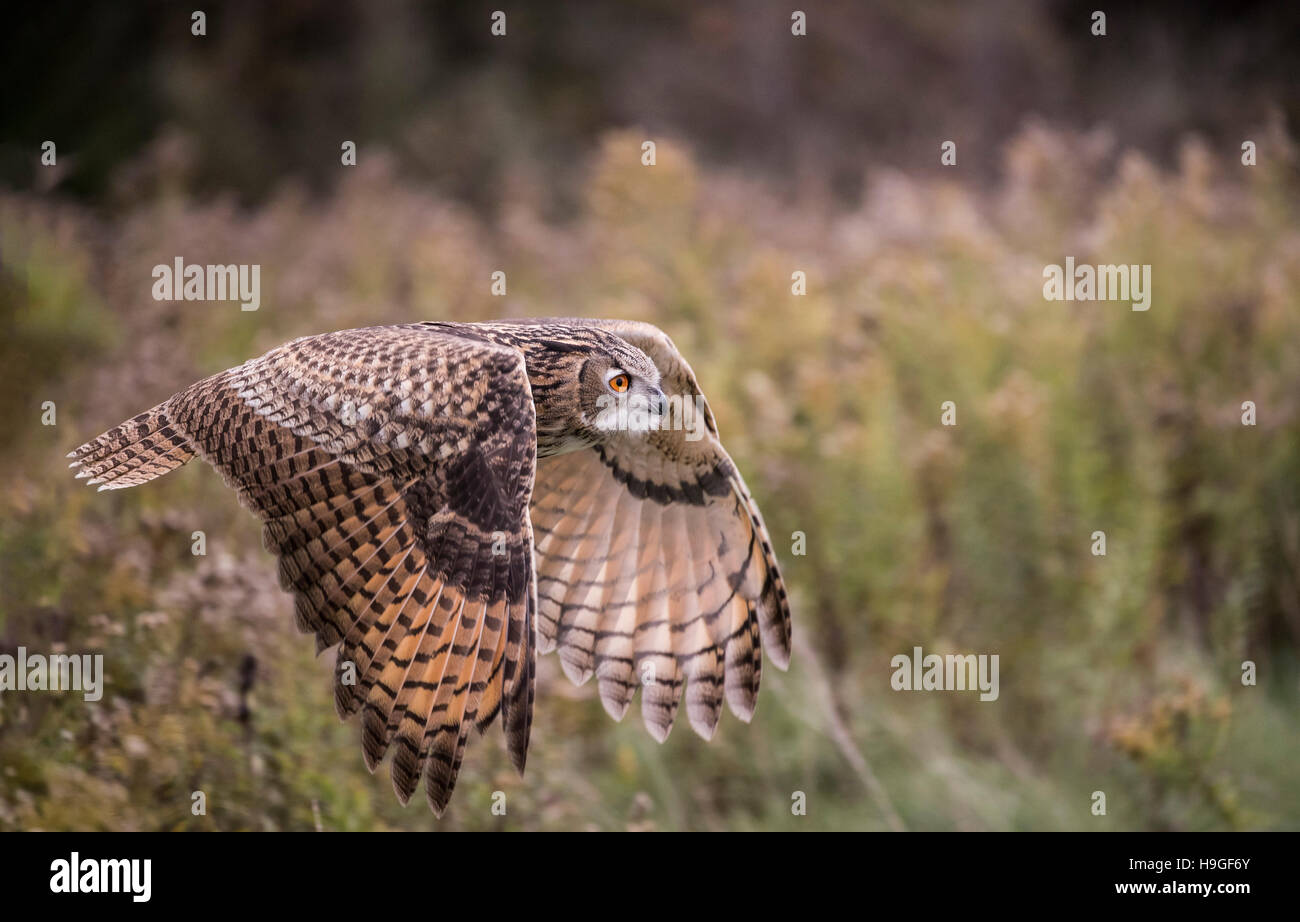 Great Horned Owl Stock Photo - Alamy