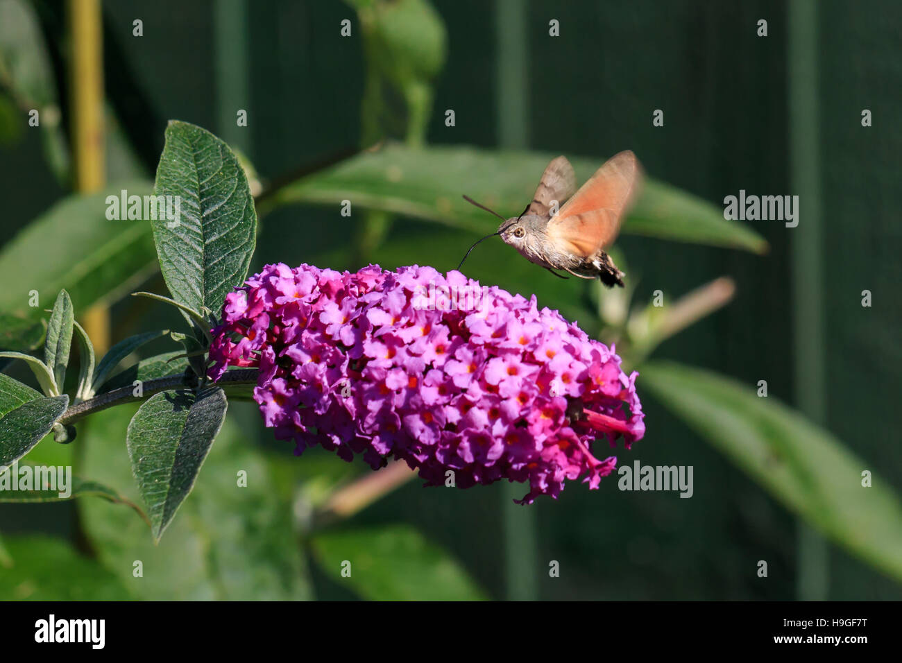 Humming-bird Hawk-moth feeding from Buddleia flowers in the UK Stock ...