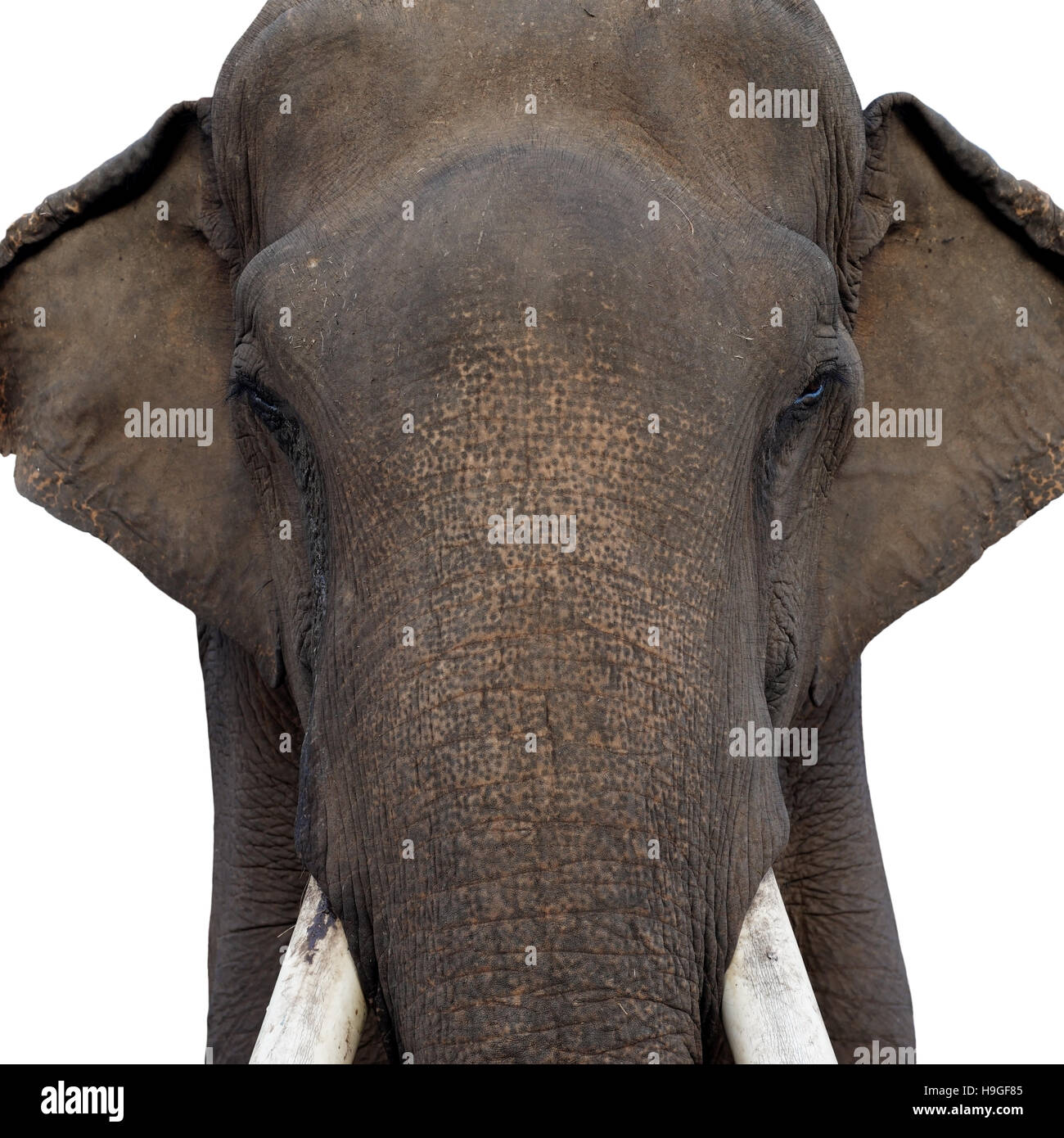 head of asian elephant isolated on white background Stock Photo - Alamy