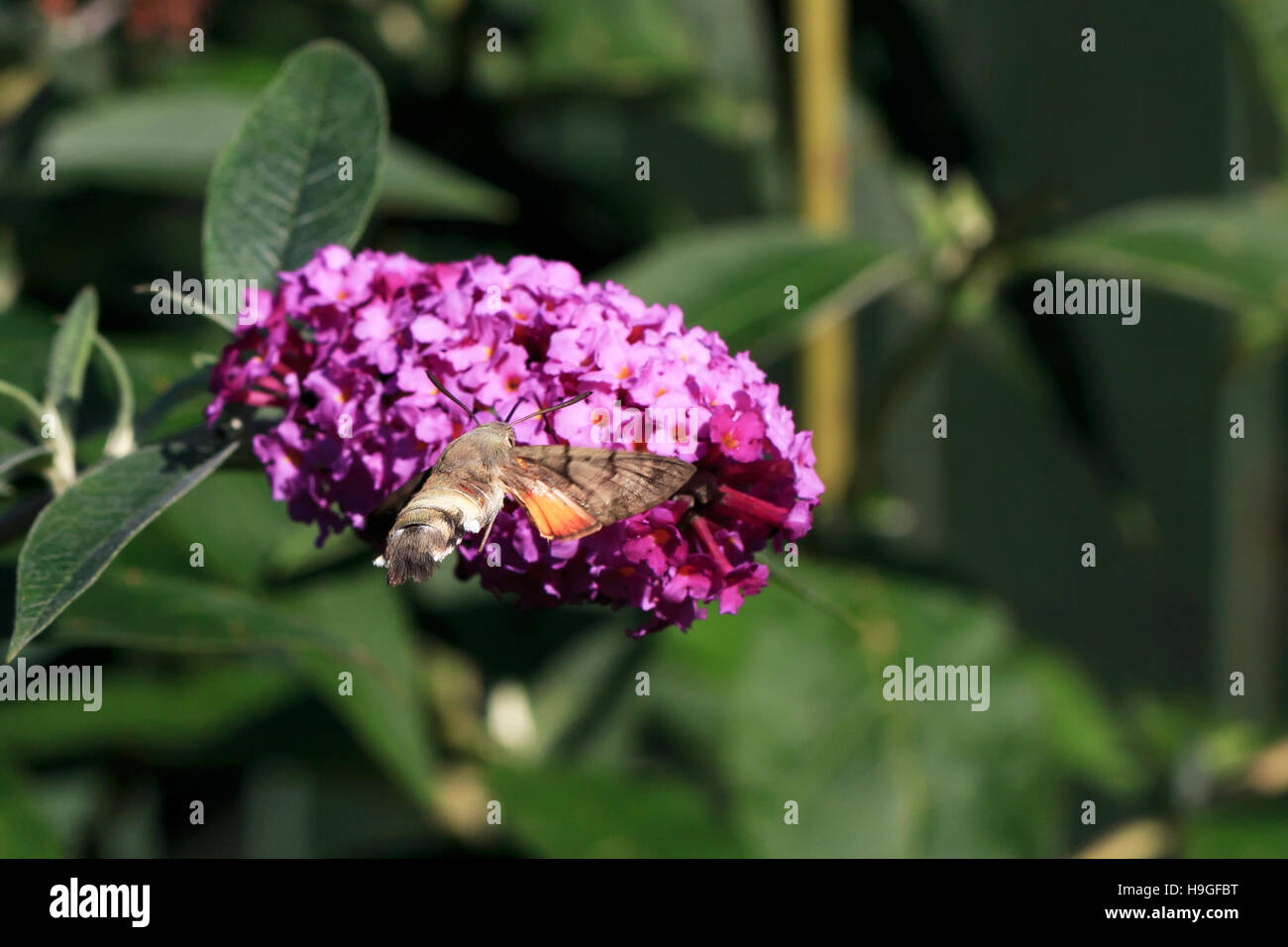 Transverse moth hi-res stock photography and images - Alamy