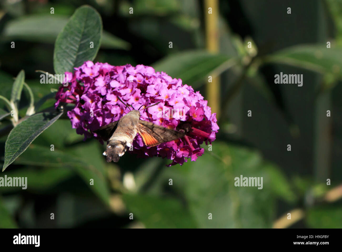 Humming-bird Hawk-moth feeding from Buddleia flowers in the UK Stock ...