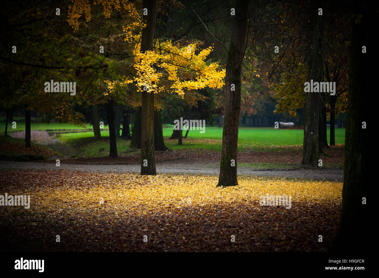 Parco di Monza: Yellow foliage - Autumnal corner of Park of Monza ...