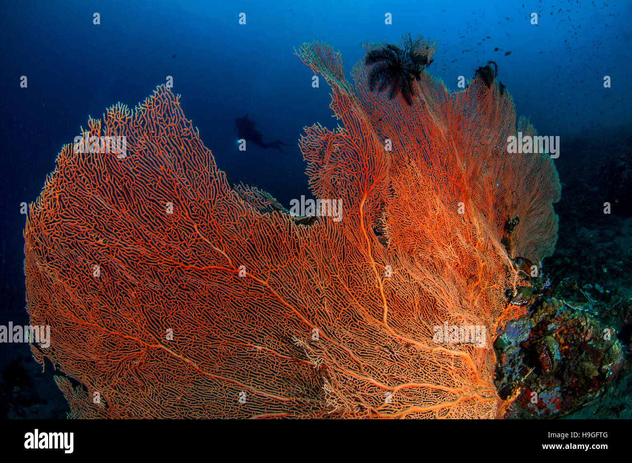 Gorgony hi-res stock photography and images - Alamy