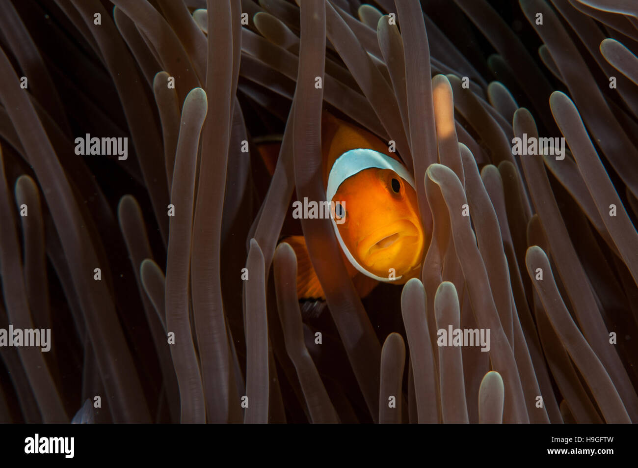Anemone fish in Bali Stock Photo - Alamy