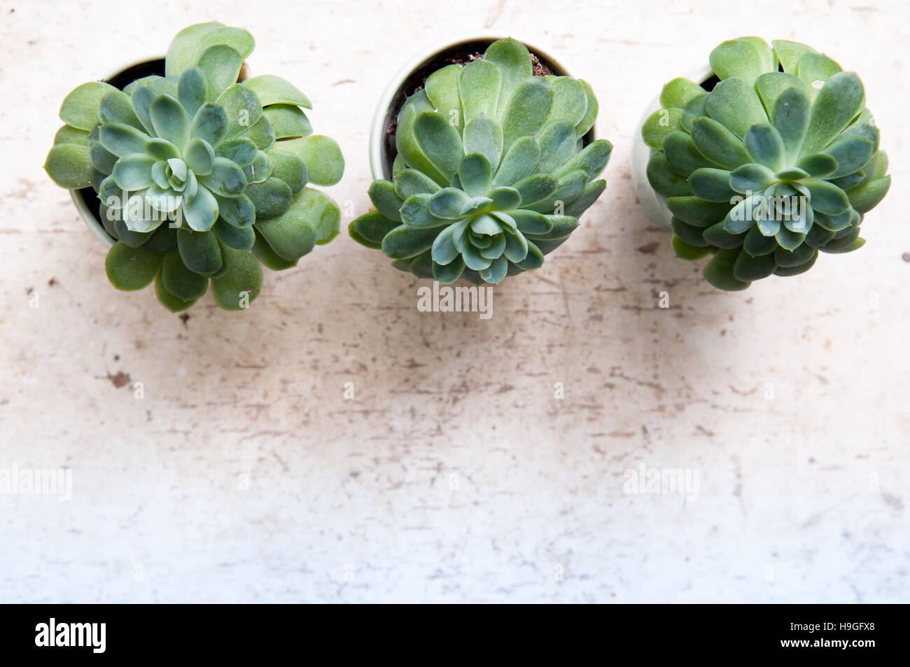 Row of succulent plants on a white desk viewed from above Stock Photo ...
