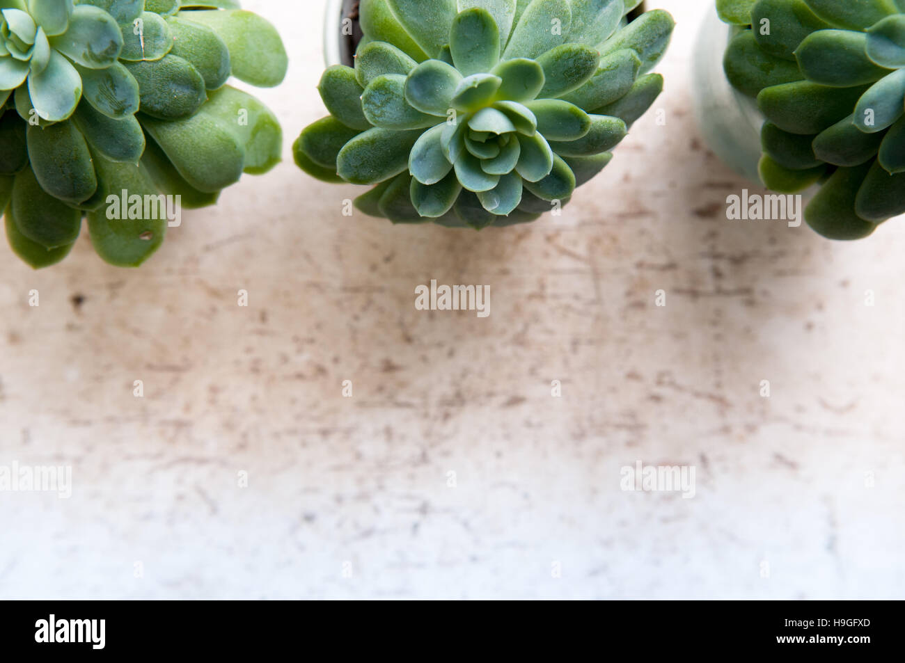 Row of succulent plants on a white desk viewed from above Stock Photo ...