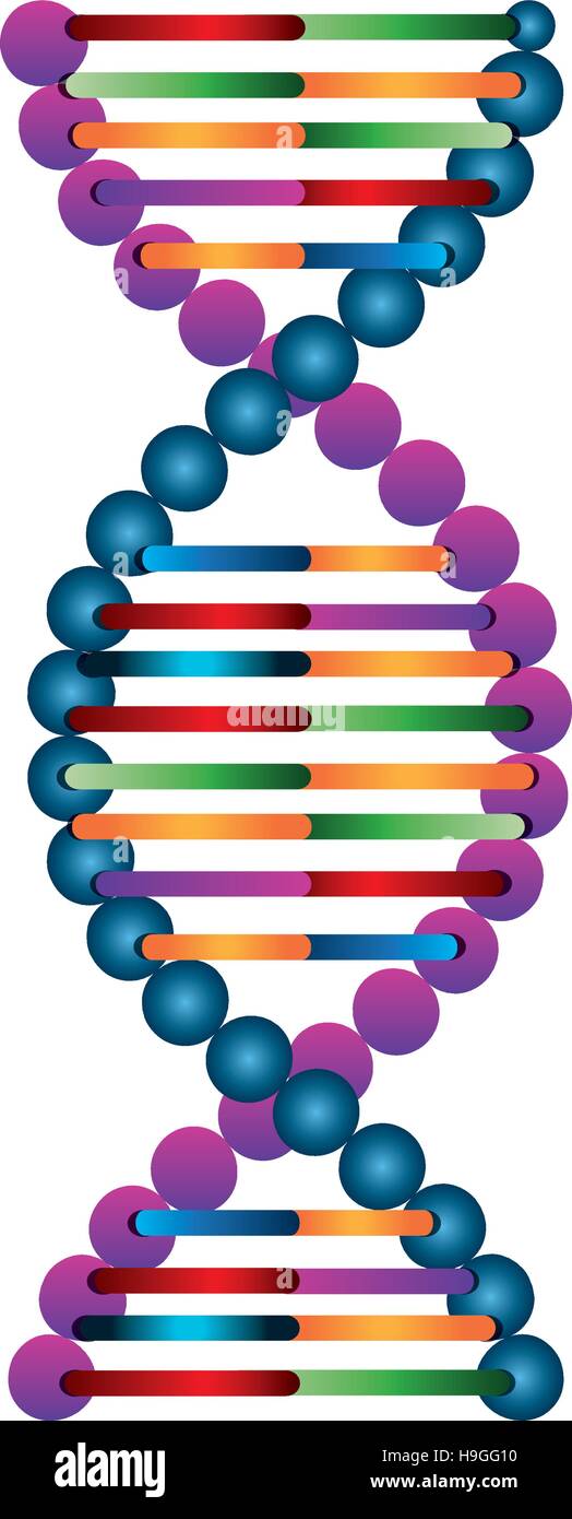 Molecular structure of DNA vector illustration design Stock Vector ...