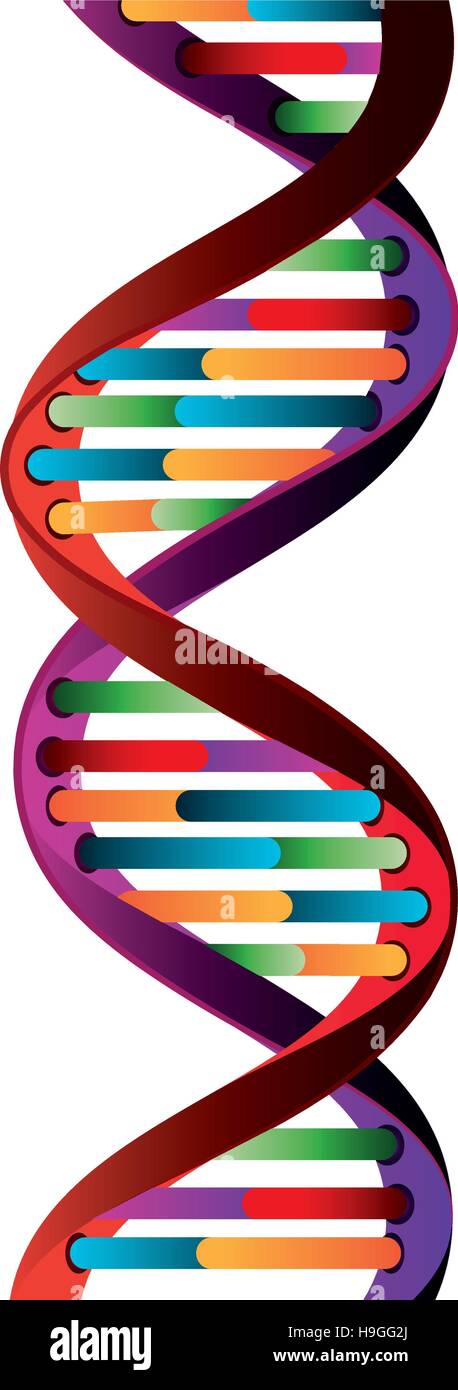 Molecular structure of DNA vector illustration design Stock Vector ...