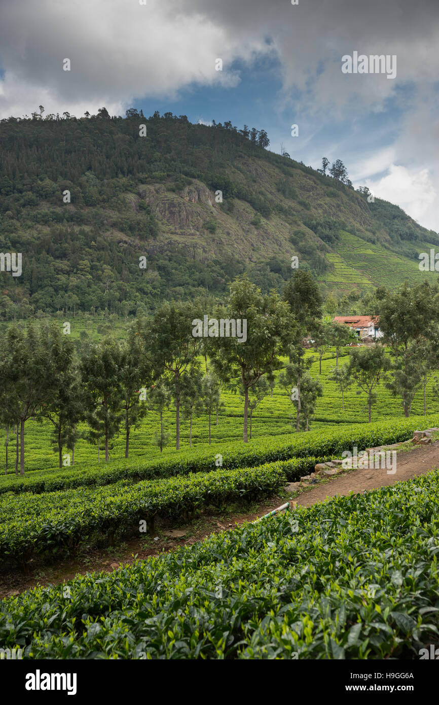 Portrait of tea plantation panoramic view Stock Photo - Alamy