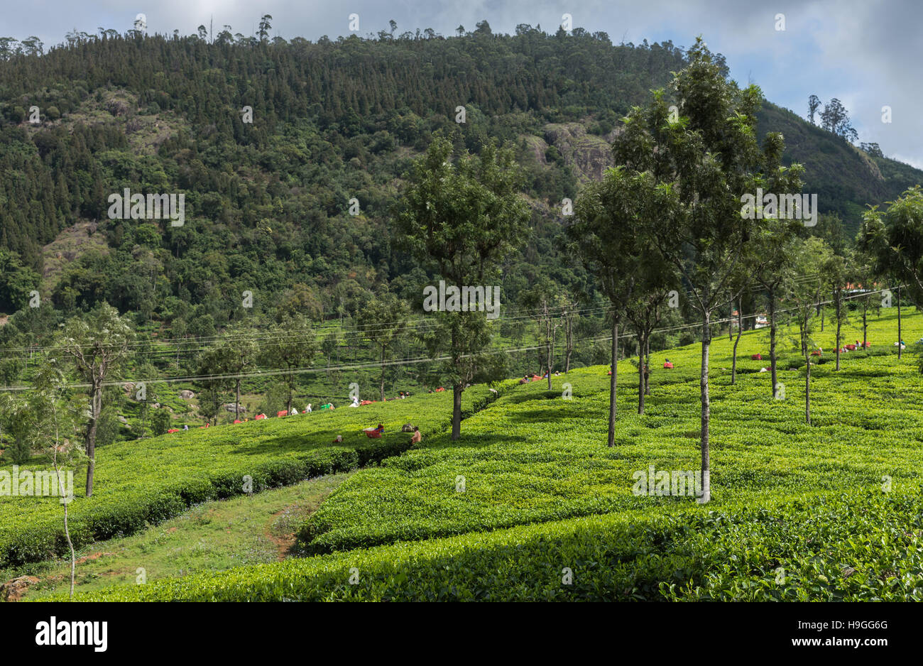 Nilgiri tea plantation hi-res stock photography and images - Alamy