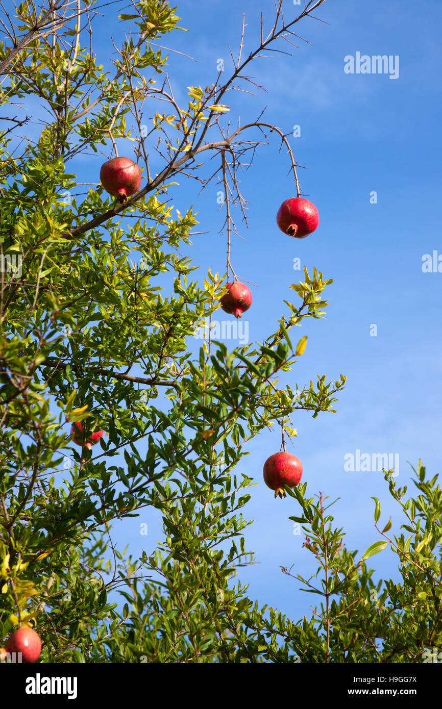 Fruit growing garden europe hi-res stock photography and images - Alamy