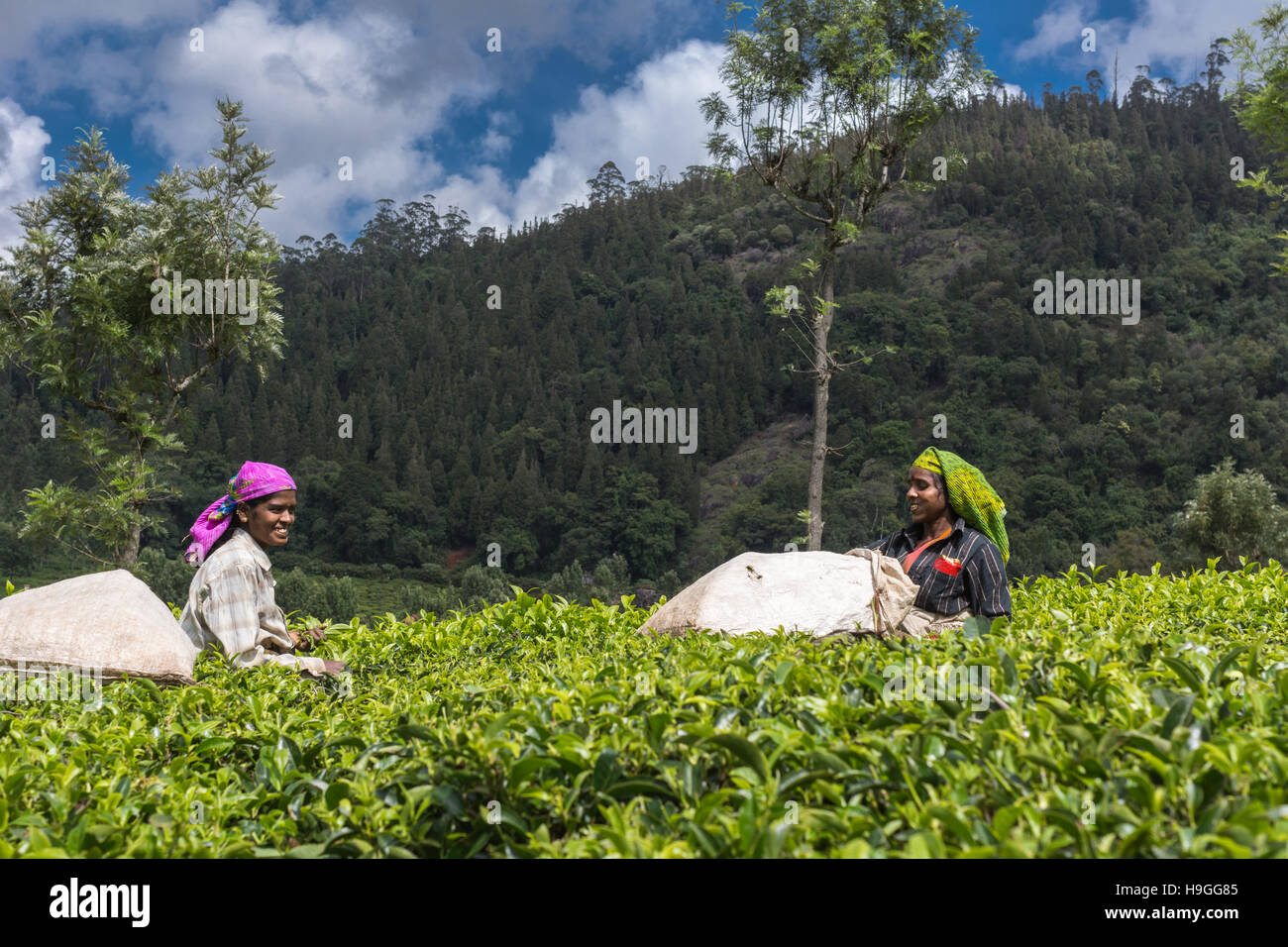 Pick tea hi-res stock photography and images - Alamy