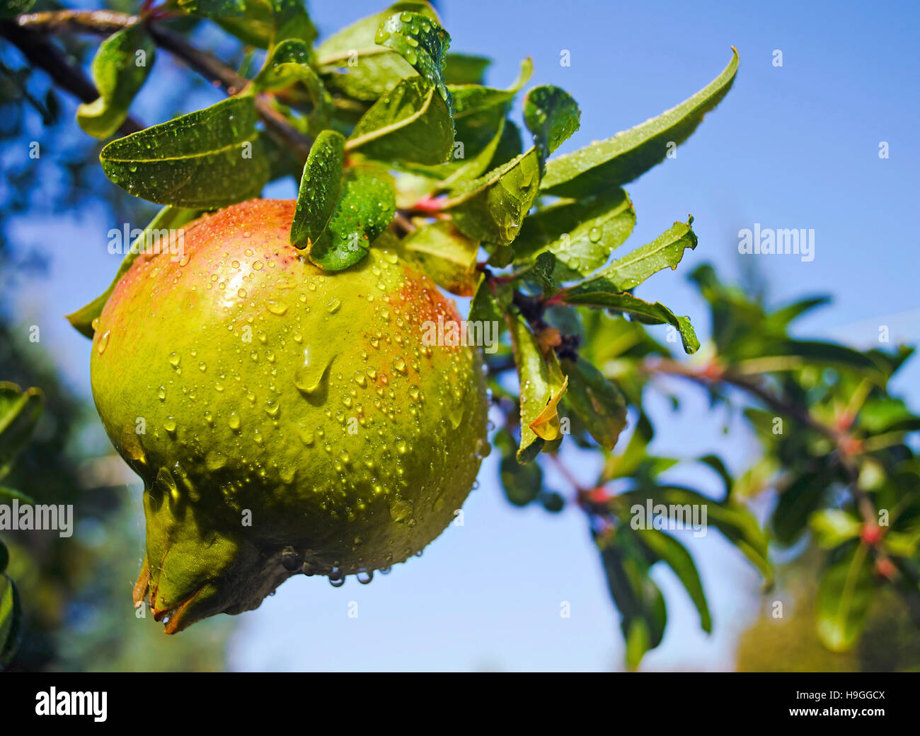 Rain icon hi-res stock photography and images - Alamy