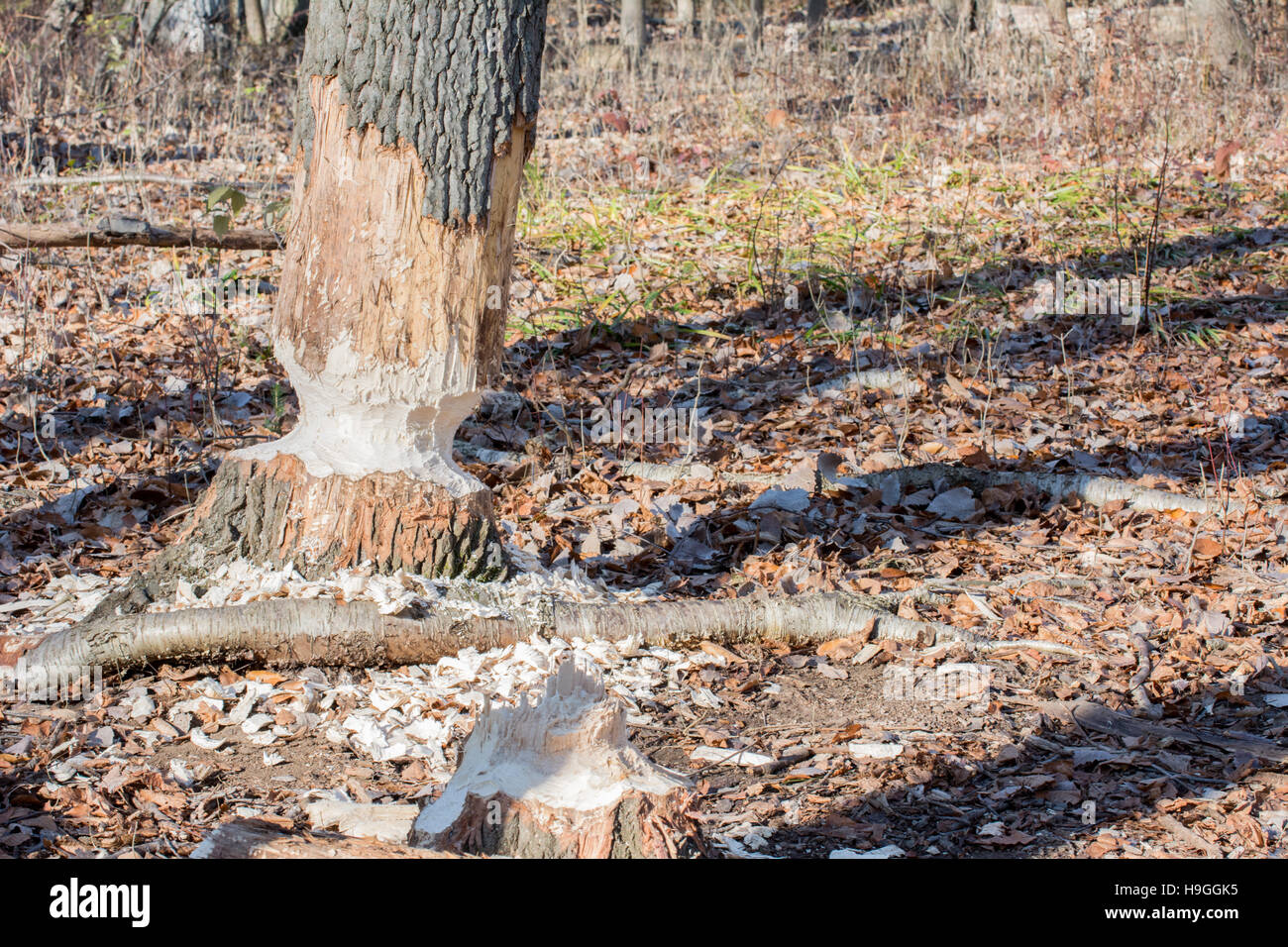The results of what a busy beaver can cause to trees Stock Photo - Alamy