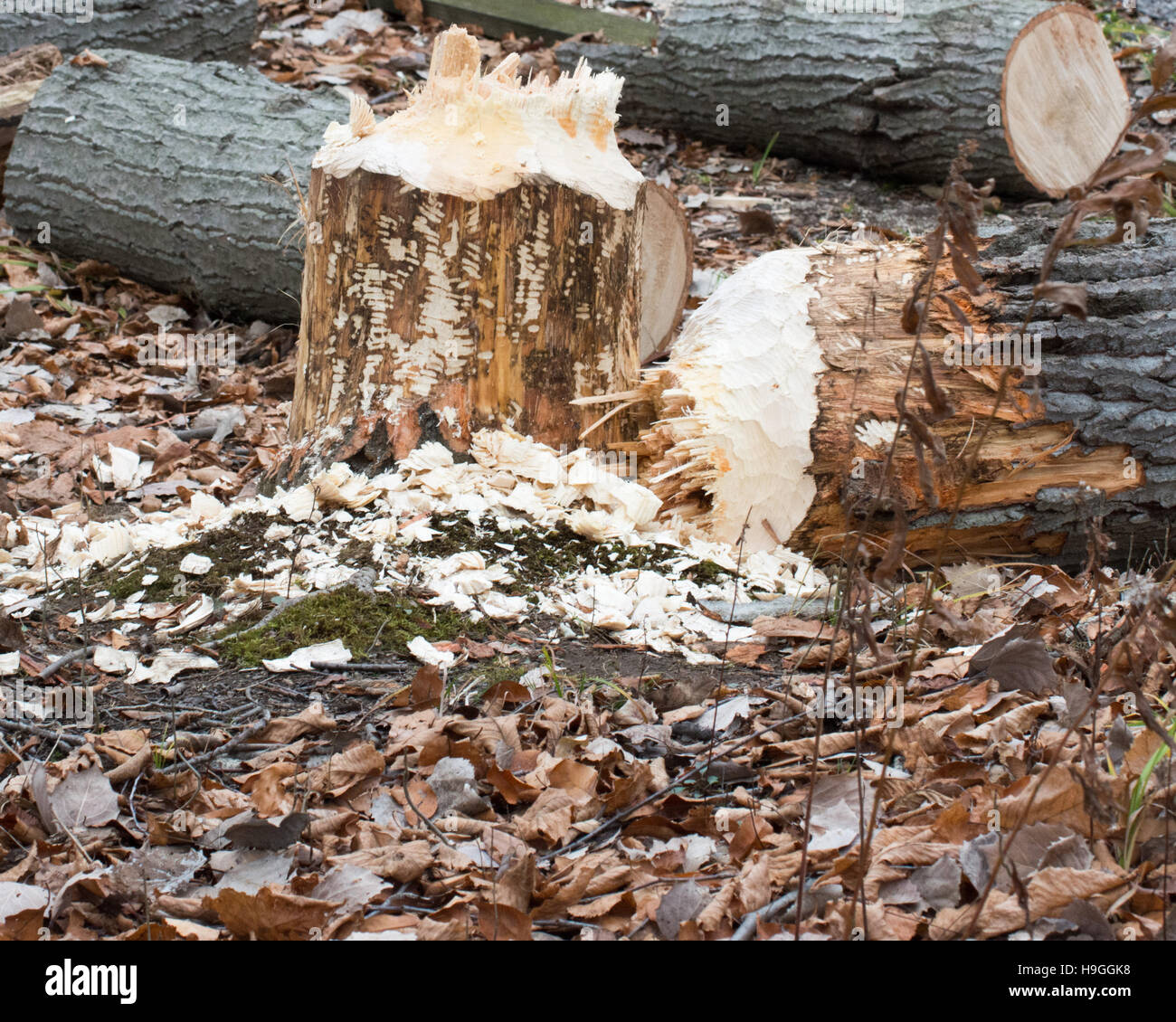 Cause tree damage hi-res stock photography and images - Alamy