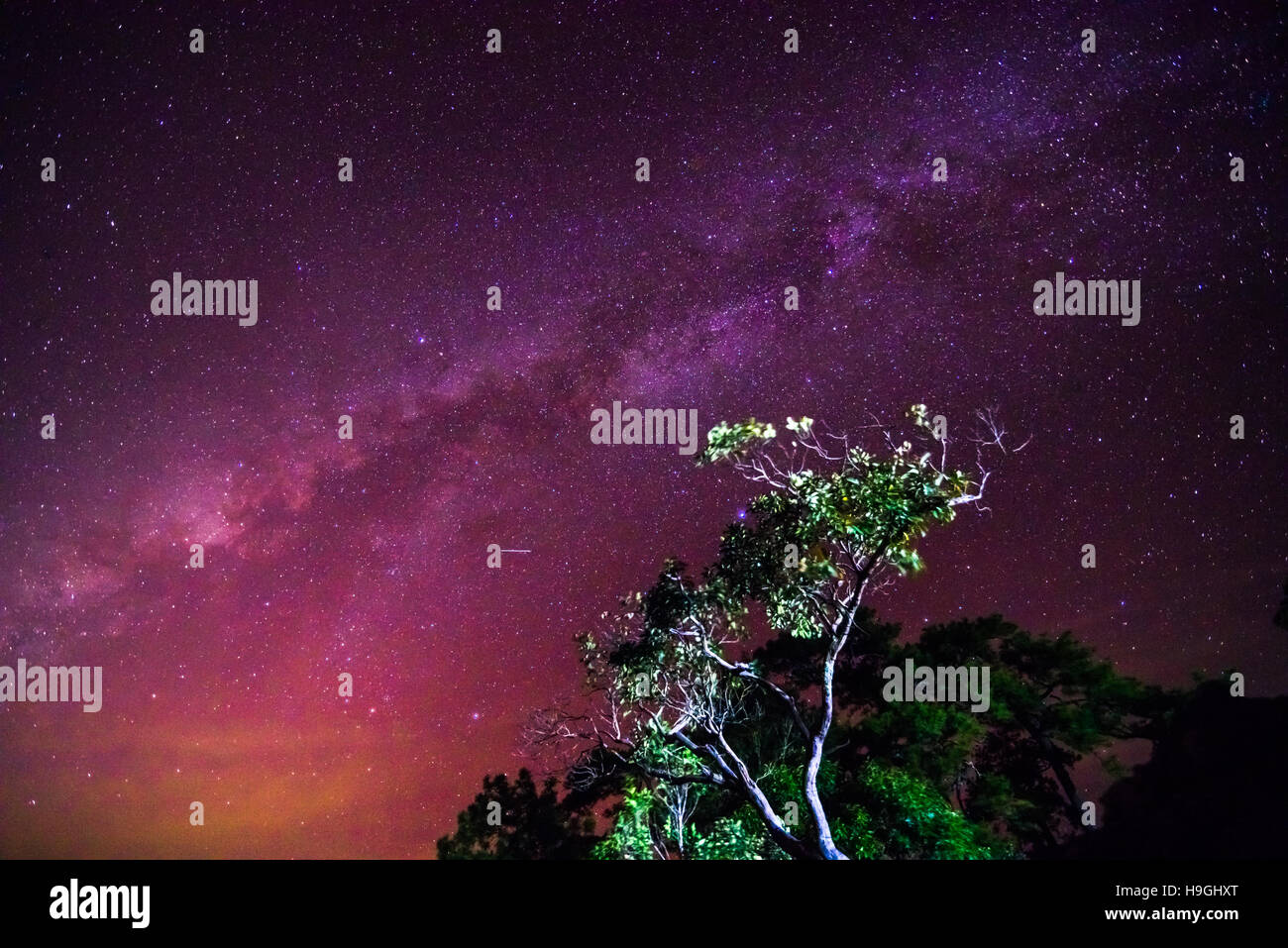 Milky Way and some trees Stock Photo - Alamy
