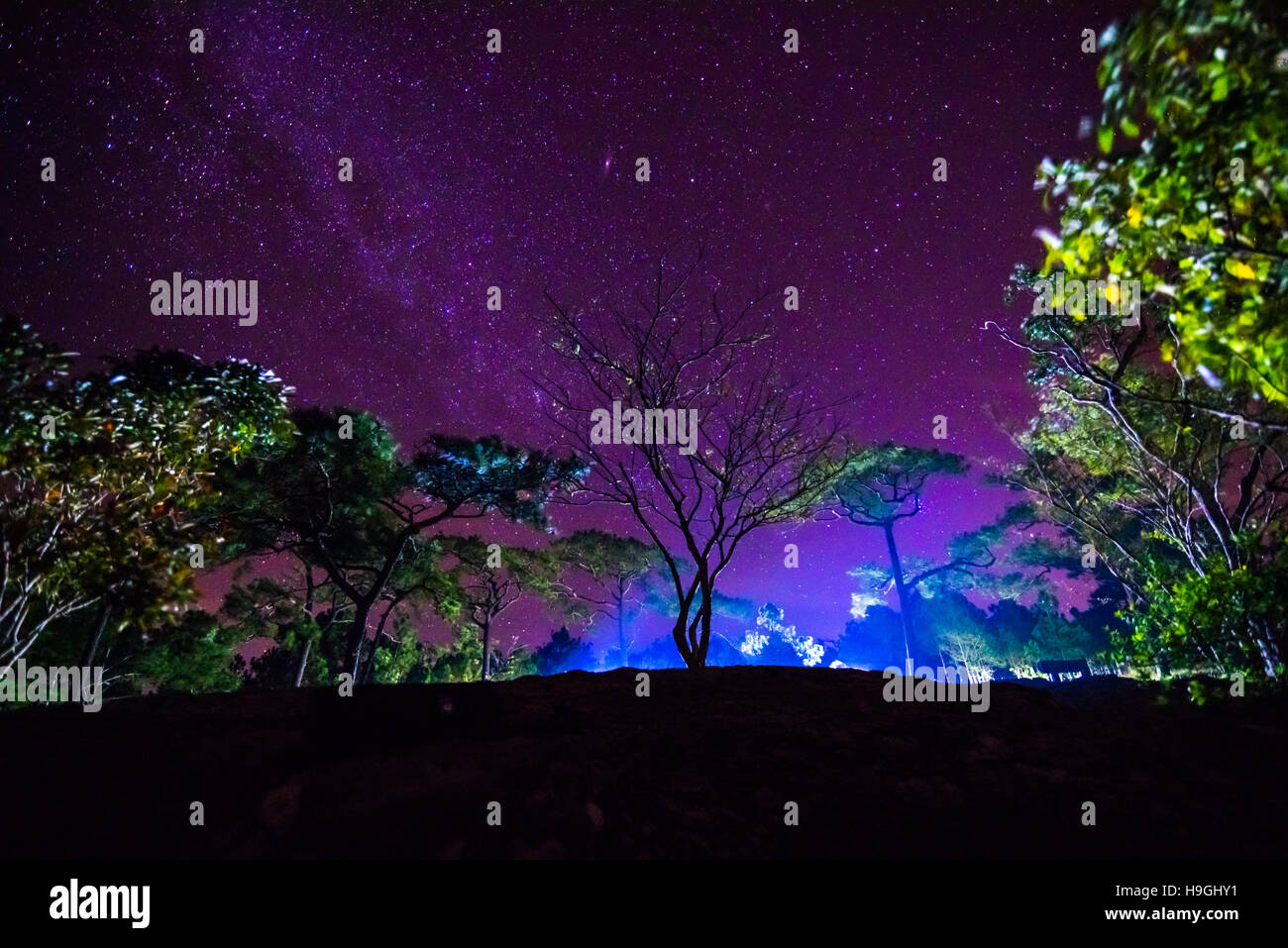 Milky Way and some trees Stock Photo - Alamy