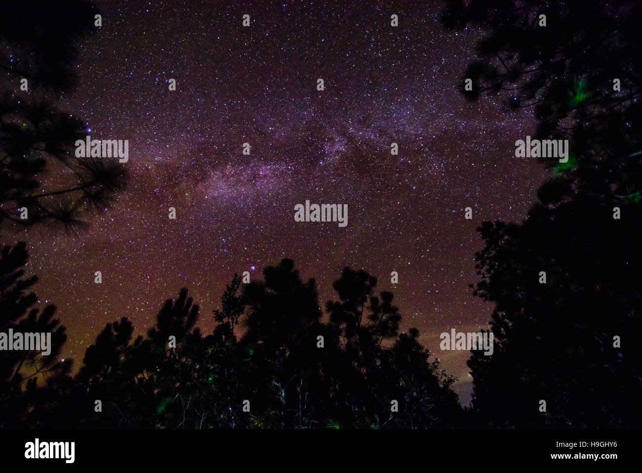 Milky Way and some trees Stock Photo - Alamy