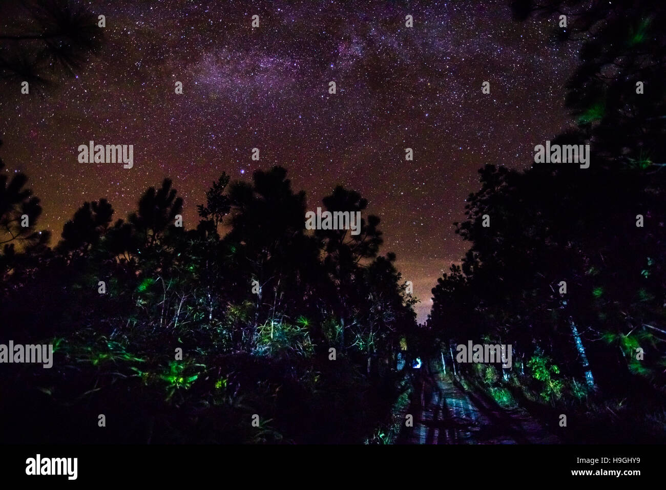 Milky Way and some trees Stock Photo - Alamy