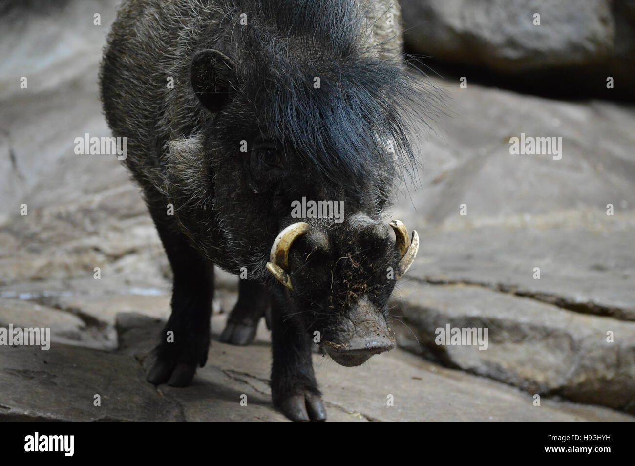 Visayan Warty Pig Stock Photo - Alamy