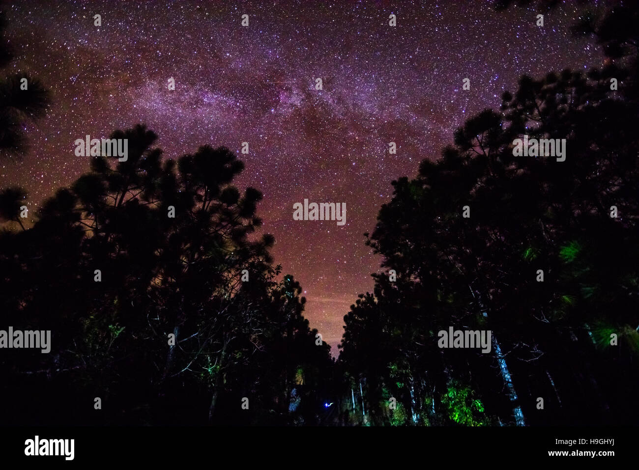 Milky Way and some trees Stock Photo - Alamy