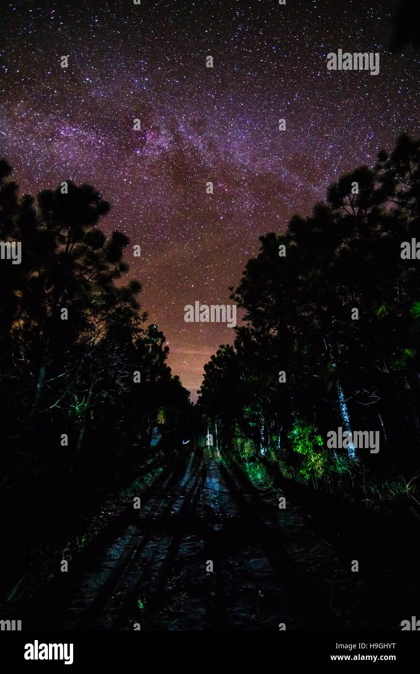 Milky Way and some trees Stock Photo - Alamy