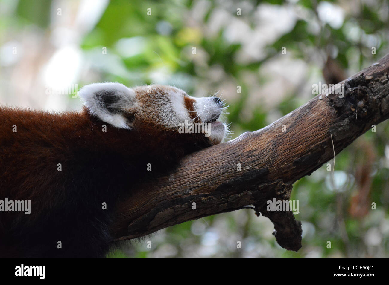 Red panda face hi-res stock photography and images - Alamy