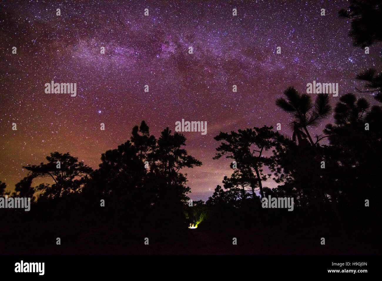 Milky Way and some trees Stock Photo - Alamy
