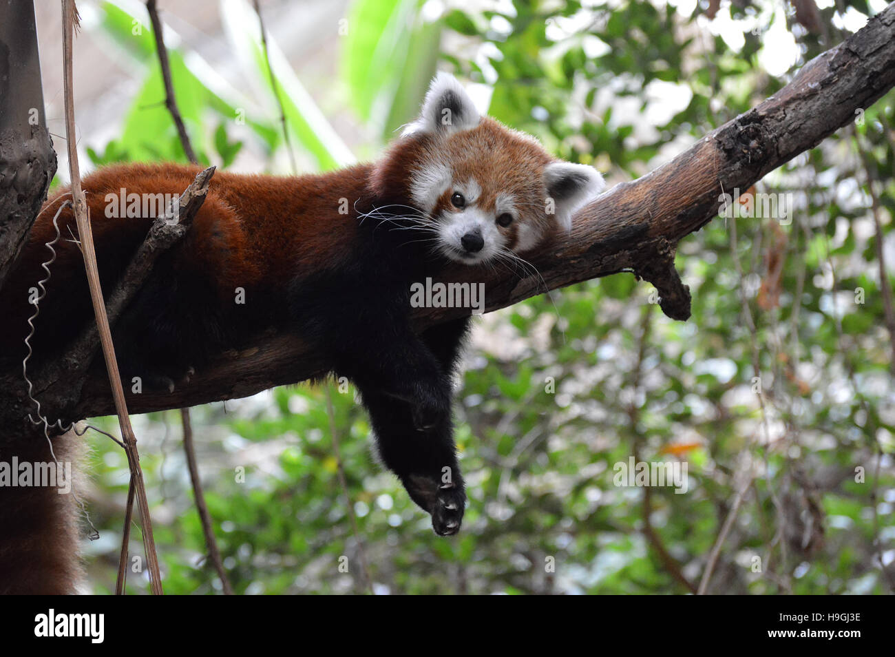 Red panda face hi-res stock photography and images - Alamy