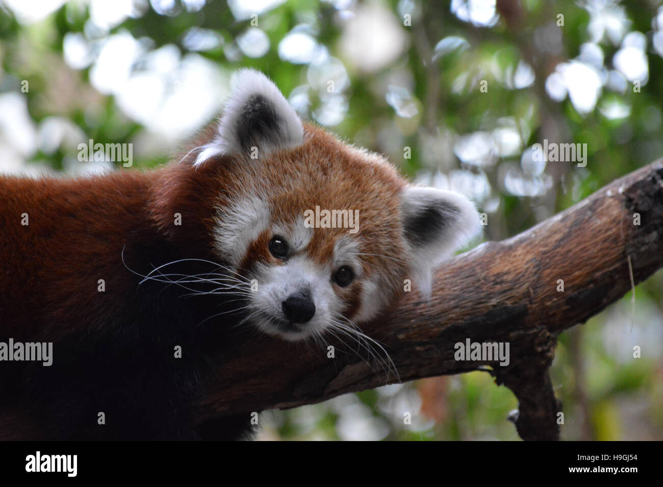 Red panda face hi-res stock photography and images - Alamy