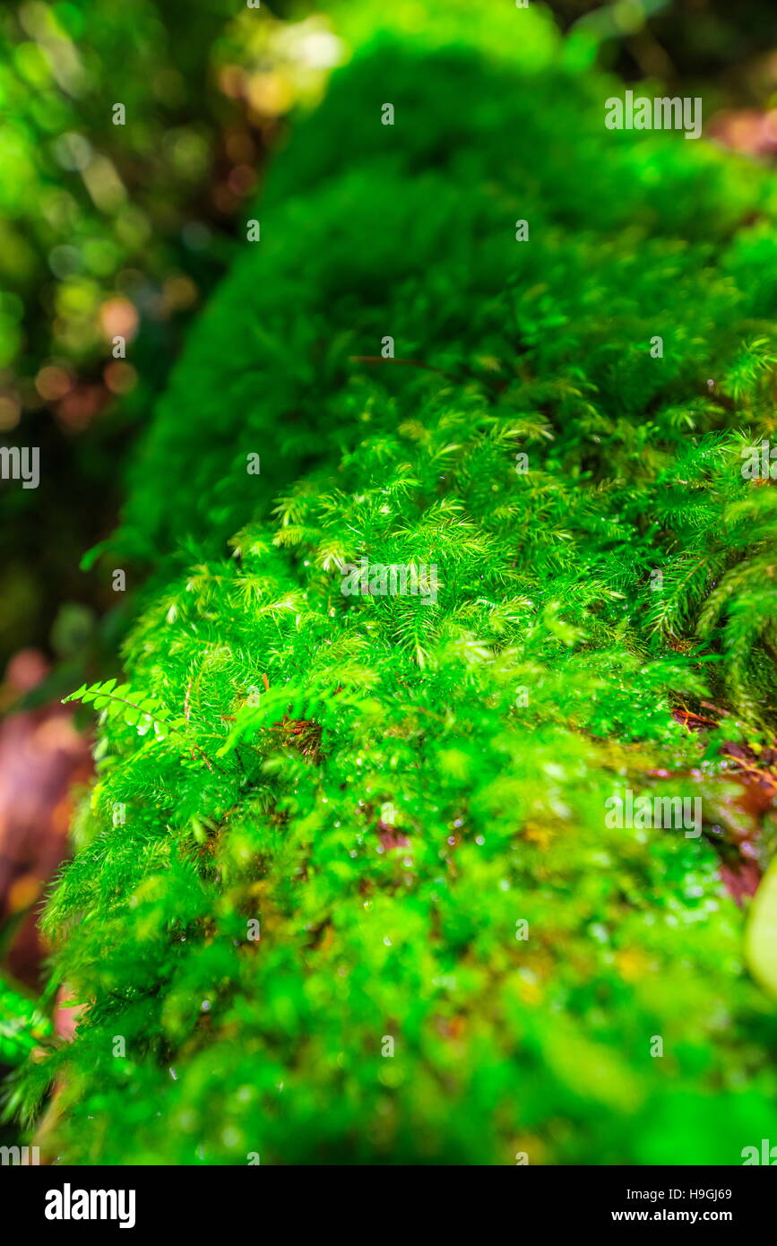 green moss in forest Stock Photo - Alamy