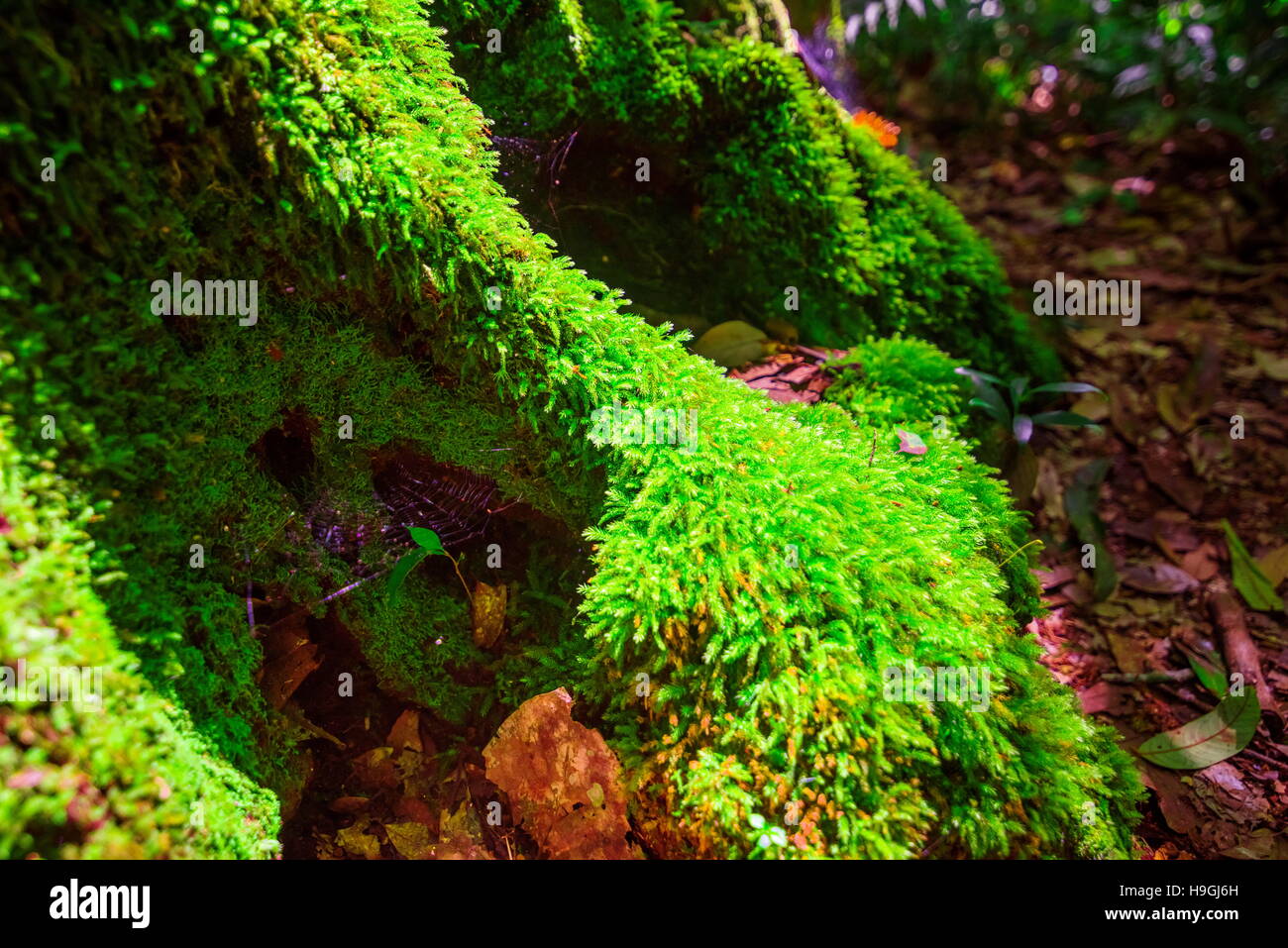 green moss in forest Stock Photo - Alamy