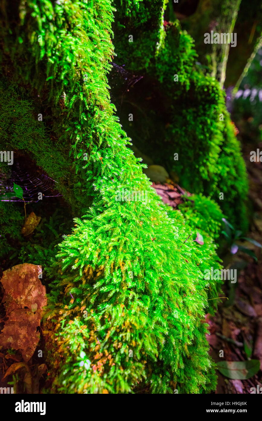 green moss in forest Stock Photo - Alamy