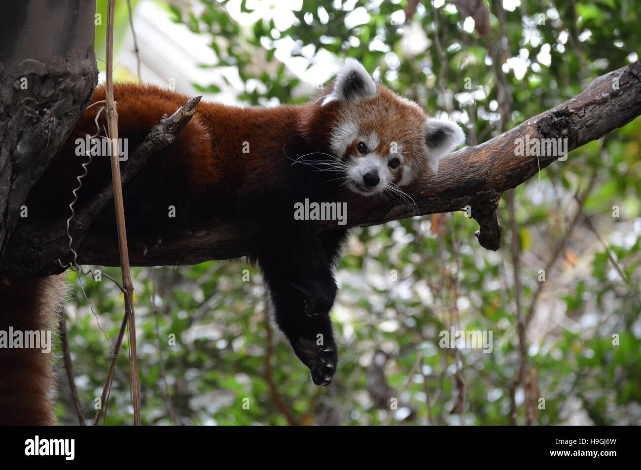 Red panda face hi-res stock photography and images - Alamy