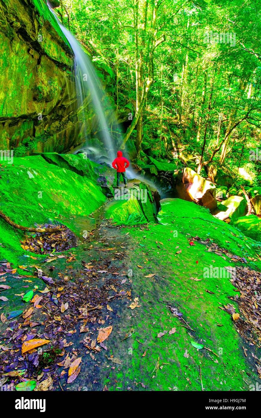 Tropical Rainforest Waterfalls With Flowers