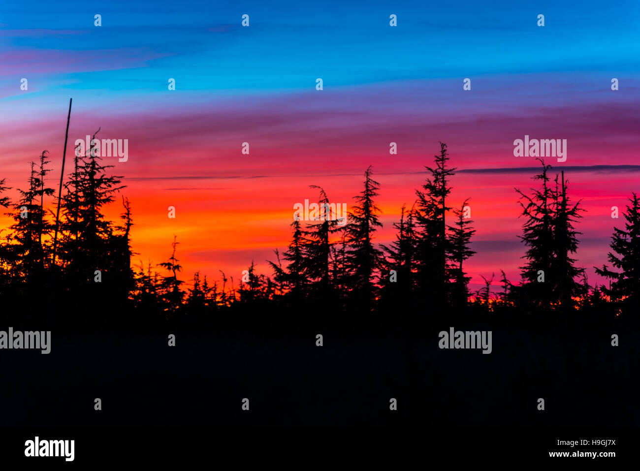 Beautiful Magenta Sunset Pine Trees against vibrant sky Crater Lake ...