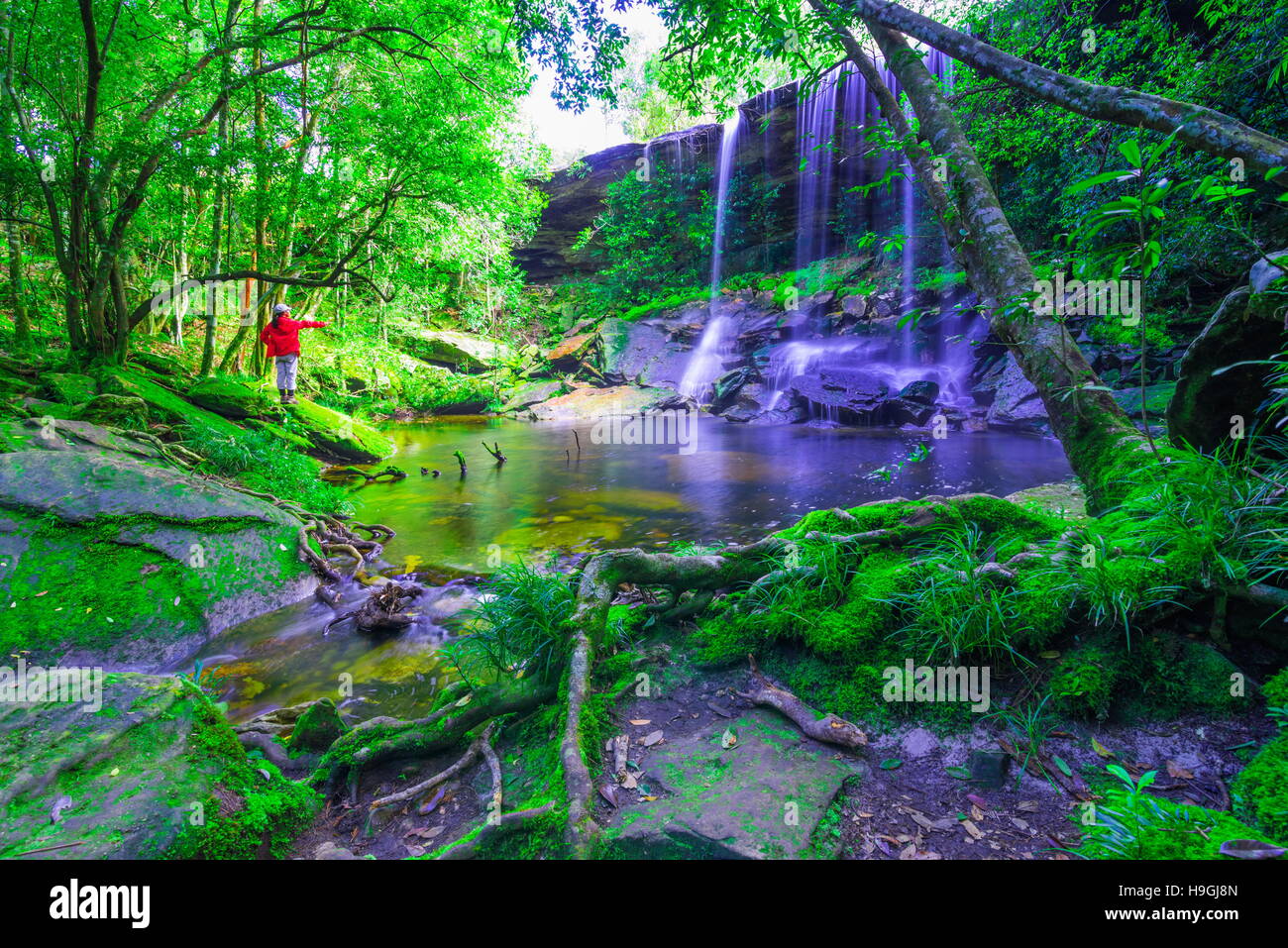 Beautiful Rainforests