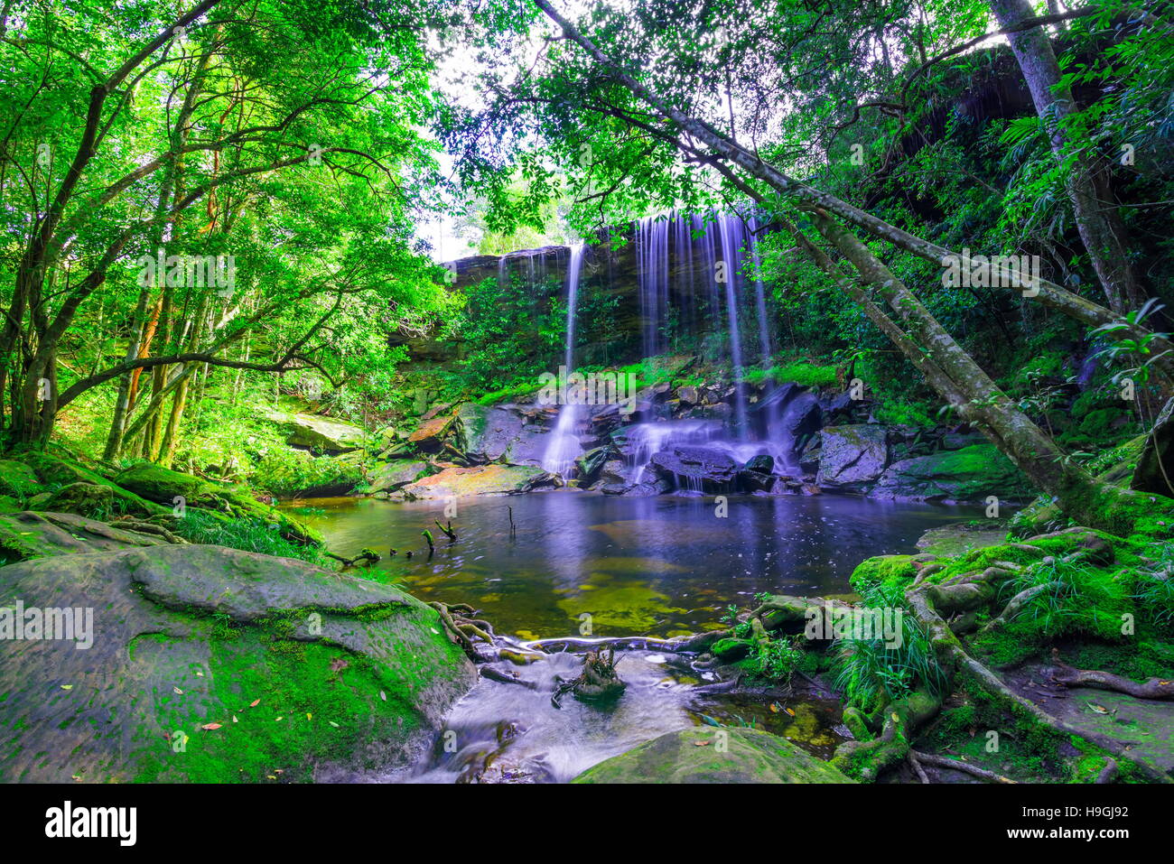 Beautiful Rainforests