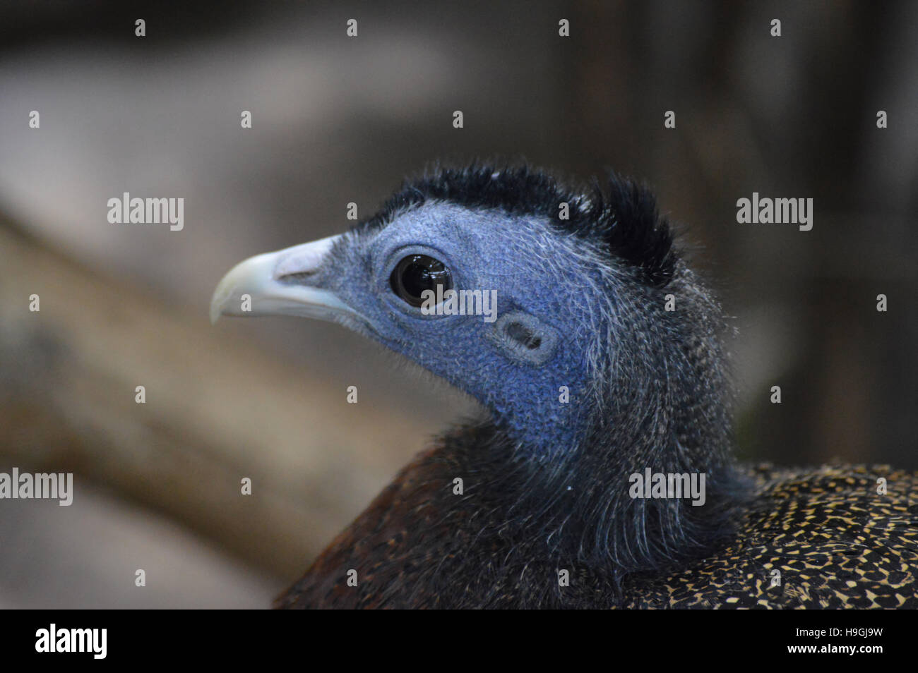 Great argus hi-res stock photography and images - Alamy