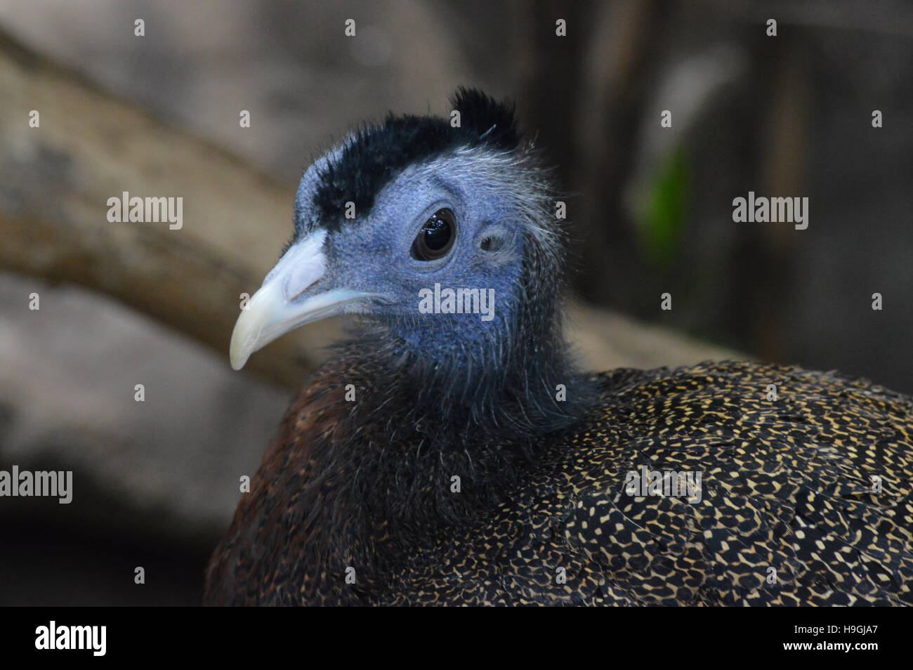 Great argus hi-res stock photography and images - Alamy