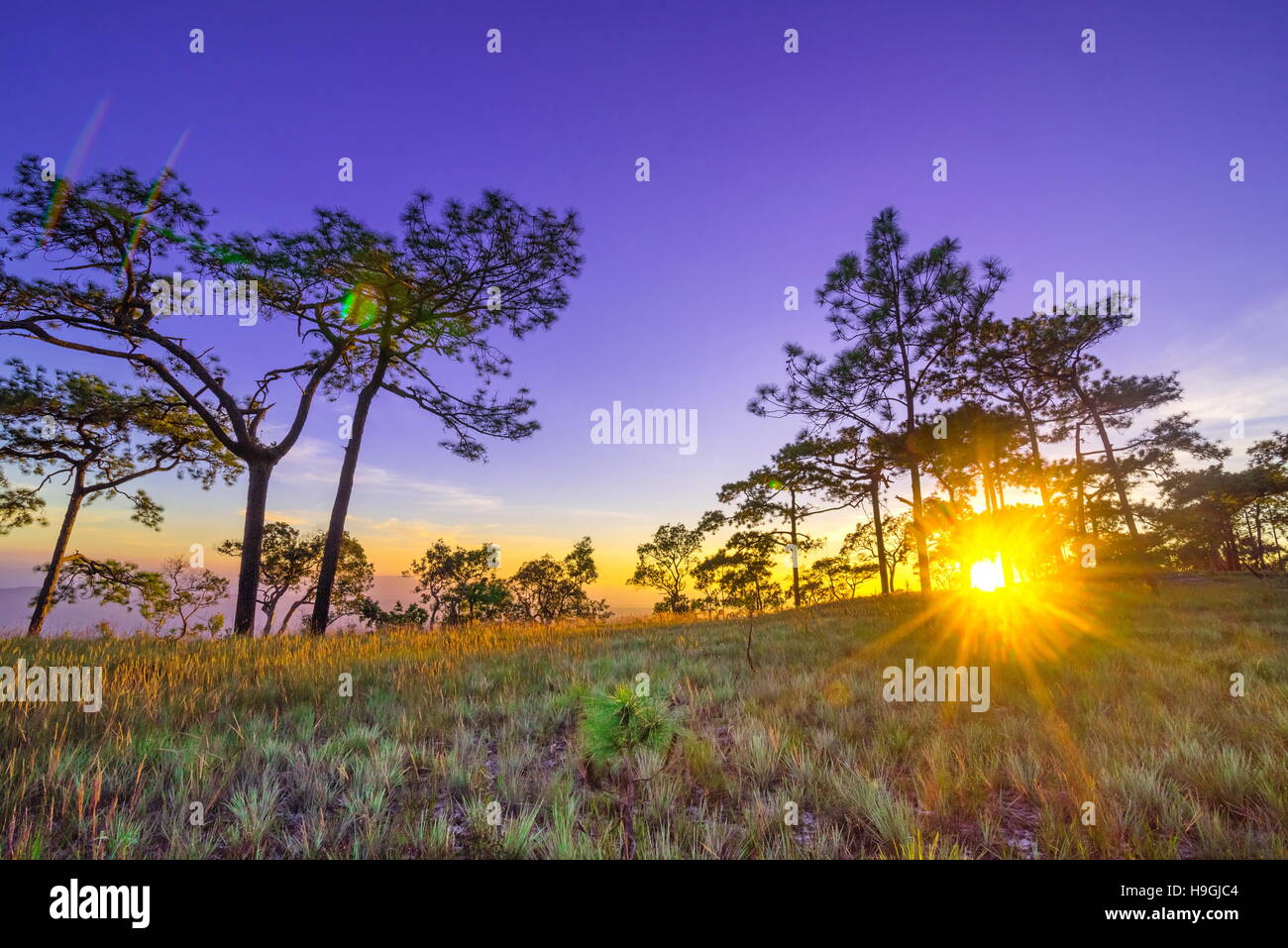Sunbeams through pine tree hi-res stock photography and images - Alamy