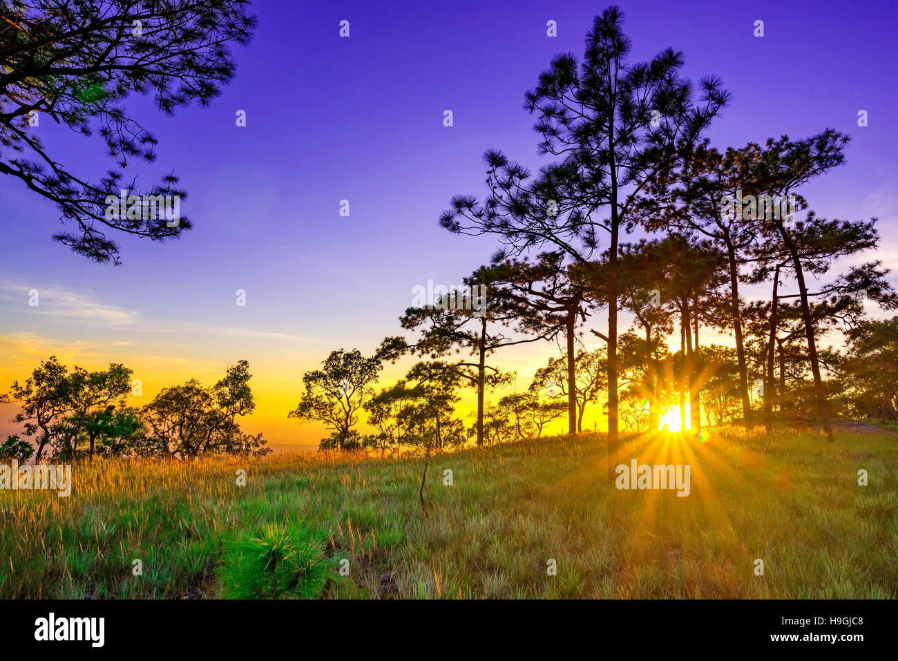 sunbeams through pine tree Stock Photo - Alamy