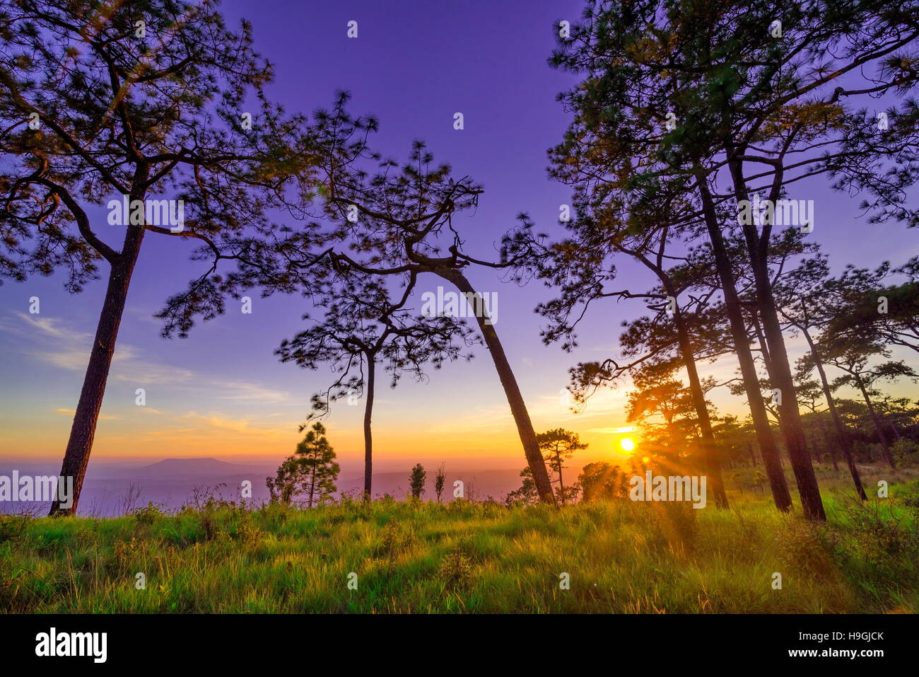 Sunbeams through pine tree hi-res stock photography and images - Alamy